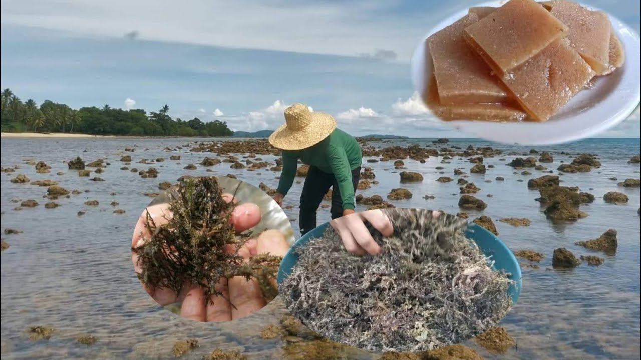 Simple way of making Gulaman or Seaweeds Jelly - YouTube