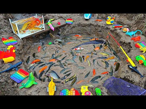 Mancing banyak ikan hias di sungai kecil, ikan koi, ikan lele, ikan cupang, kura kura, angsa.part348