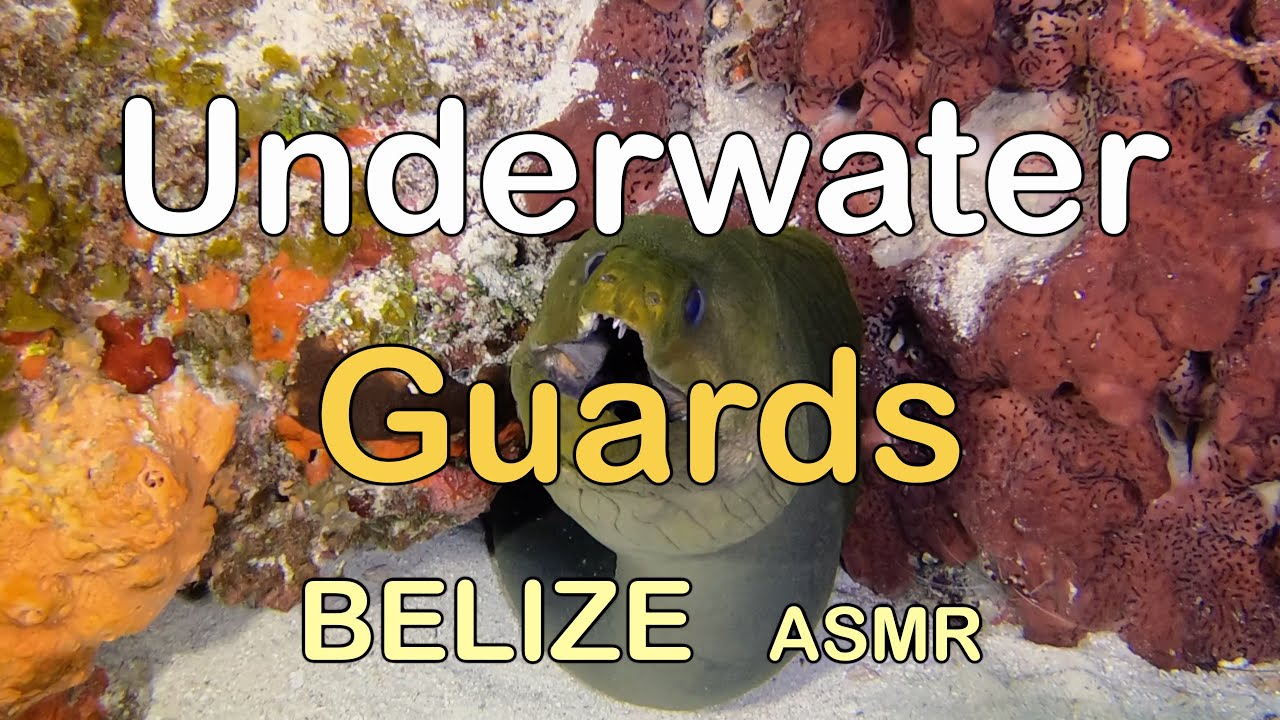 Underwater Guards BELIZE - YouTube