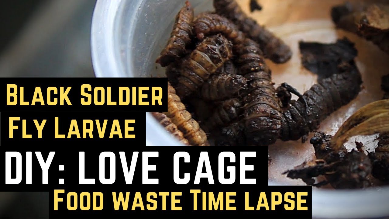 BSFL Composting Update: DIY Love Cage + Food Waste Time Lapse | PH ...