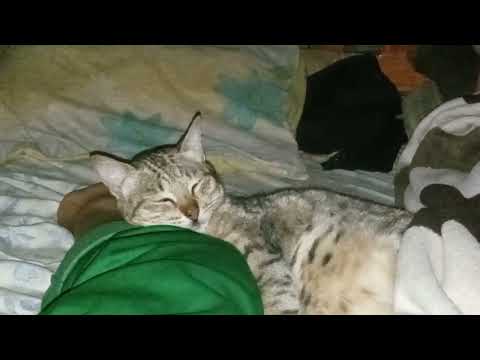 cat sleeping on mg feet. She doesn't want to but does yes.