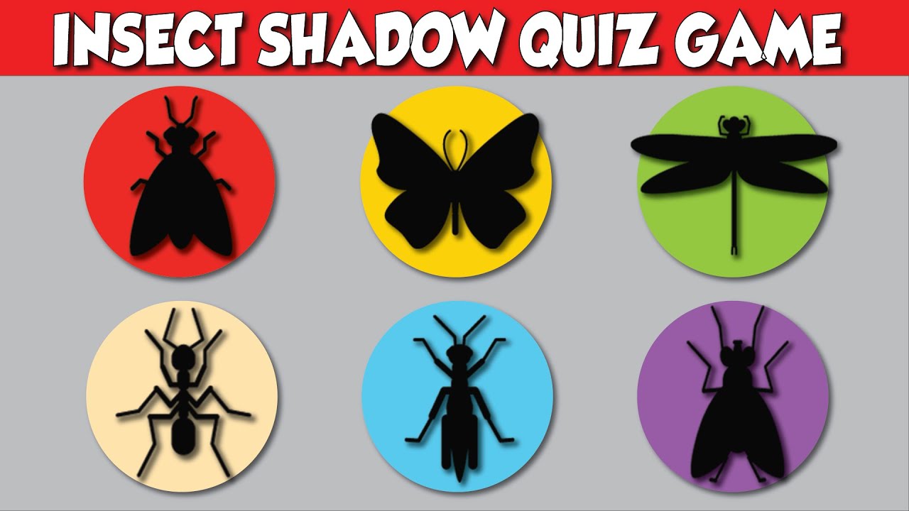 Guess The Insect Shadow | Insect Quiz Game | Animal Trivia - YouTube