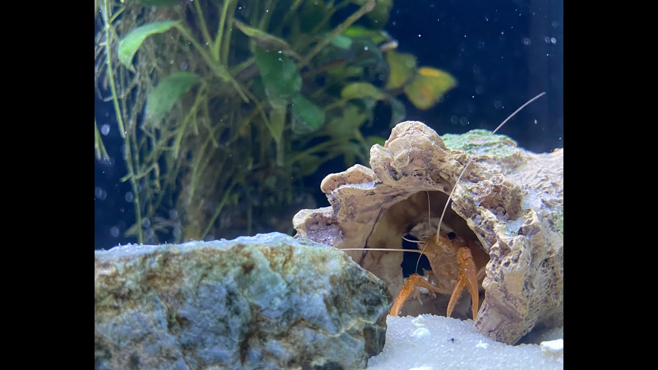 Crayfish Tank and River Tank (Neon Red Crayfish, Tiger Bard, Firemouth ...