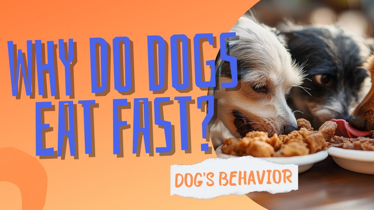 Why Does My Dog Eat So Fast? | Dog's Behavior - YouTube