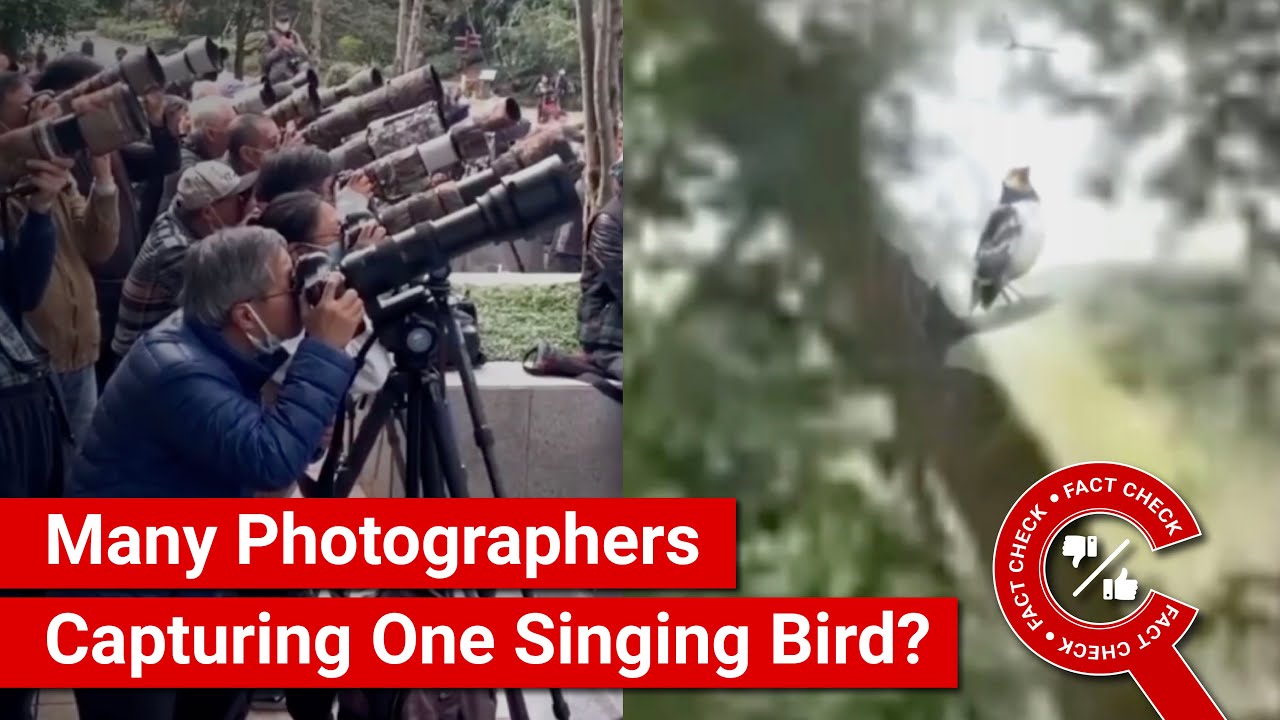 FACT CHECK: Viral Video Shows Many Photographers Capturing a Melodious ...