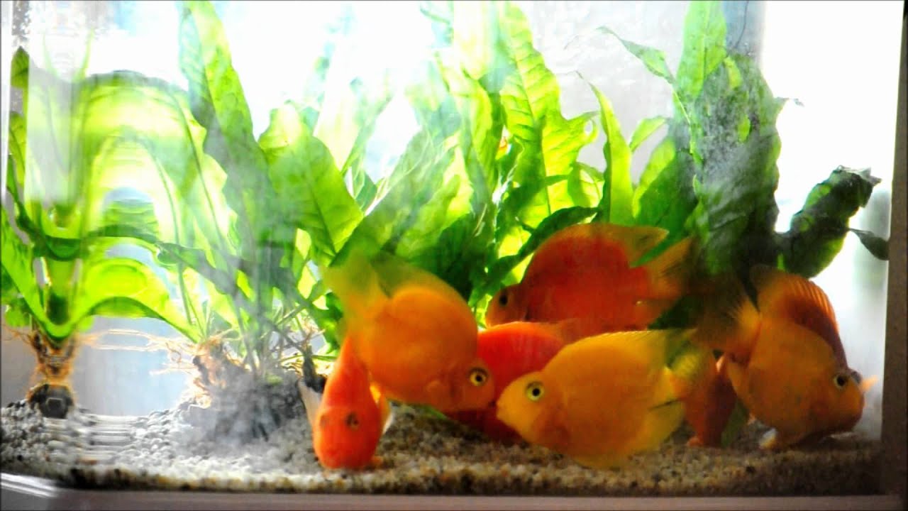 Red & Yellow Parrot Fish - YouTube
