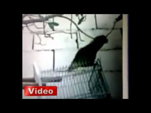 Fatiha ve ihlas okuyan papağan