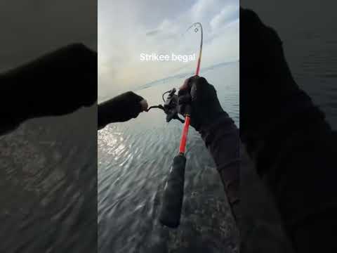 Spoon gacor untuk barakuda #fishing #mancingceria #mancing # ...