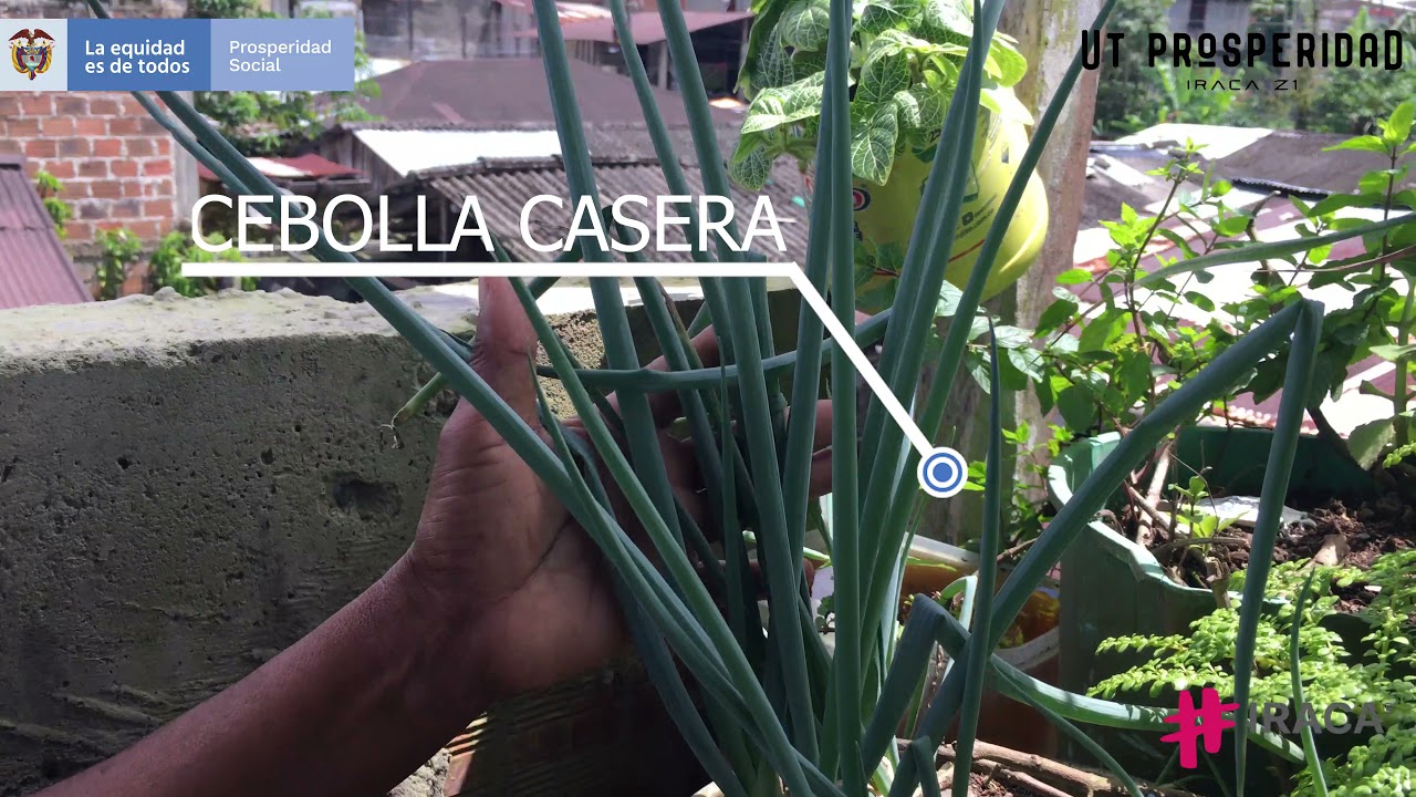 PLANTAS MEDICINALES GUAPI CAUCA - YouTube