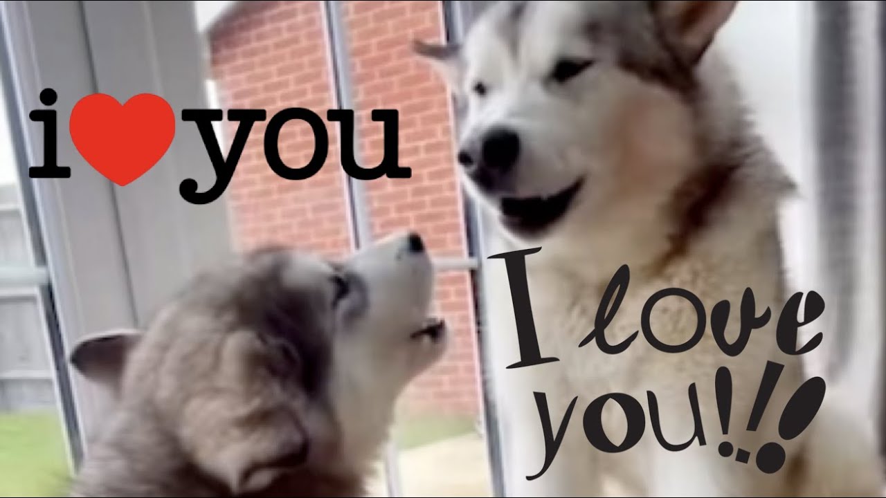 Siberian Husky Teaches Puppy To Howl - YouTube