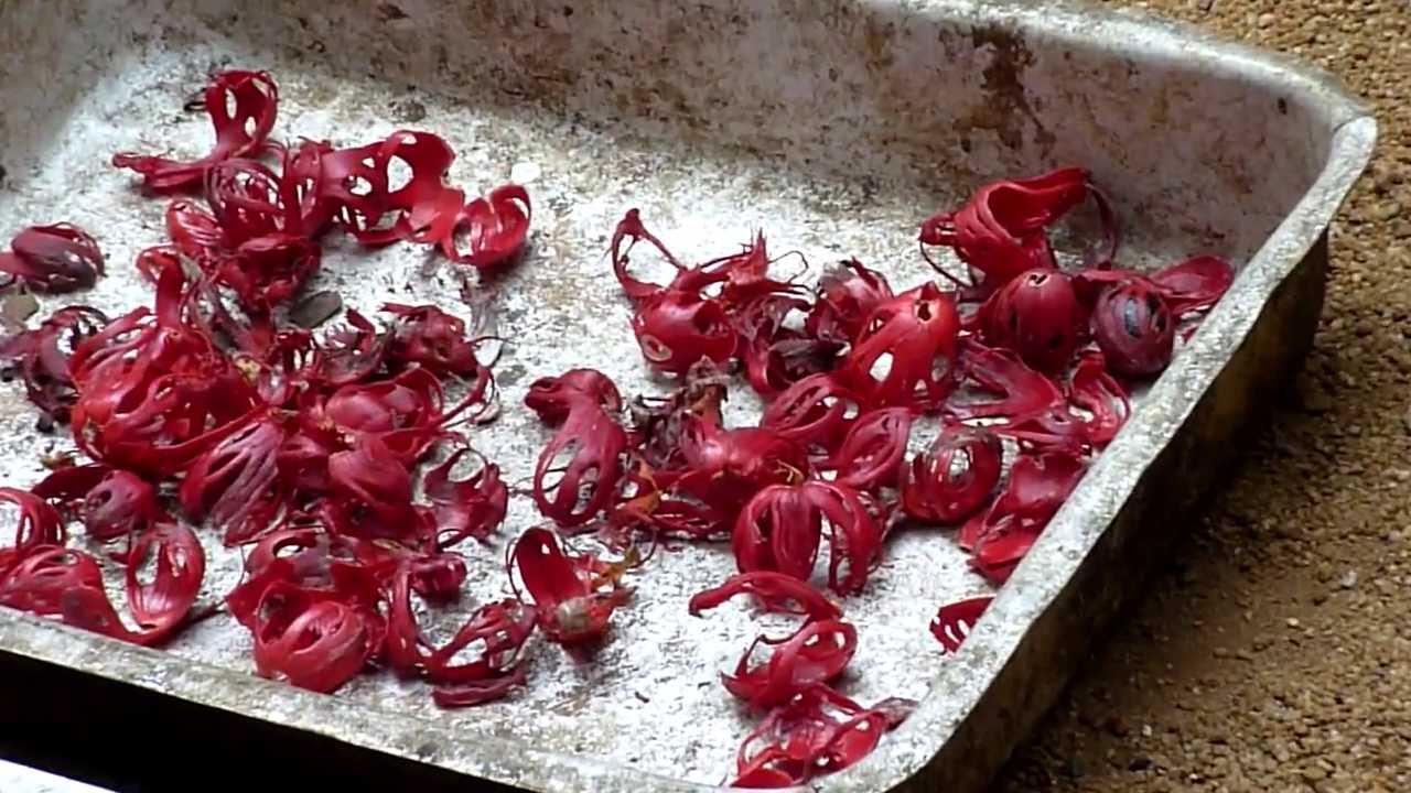 Nutmeg seeds and mace kept for drying in sunlight - YouTube