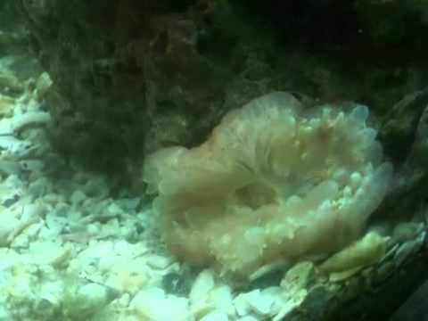 Bubble tip Anemone sick - YouTube