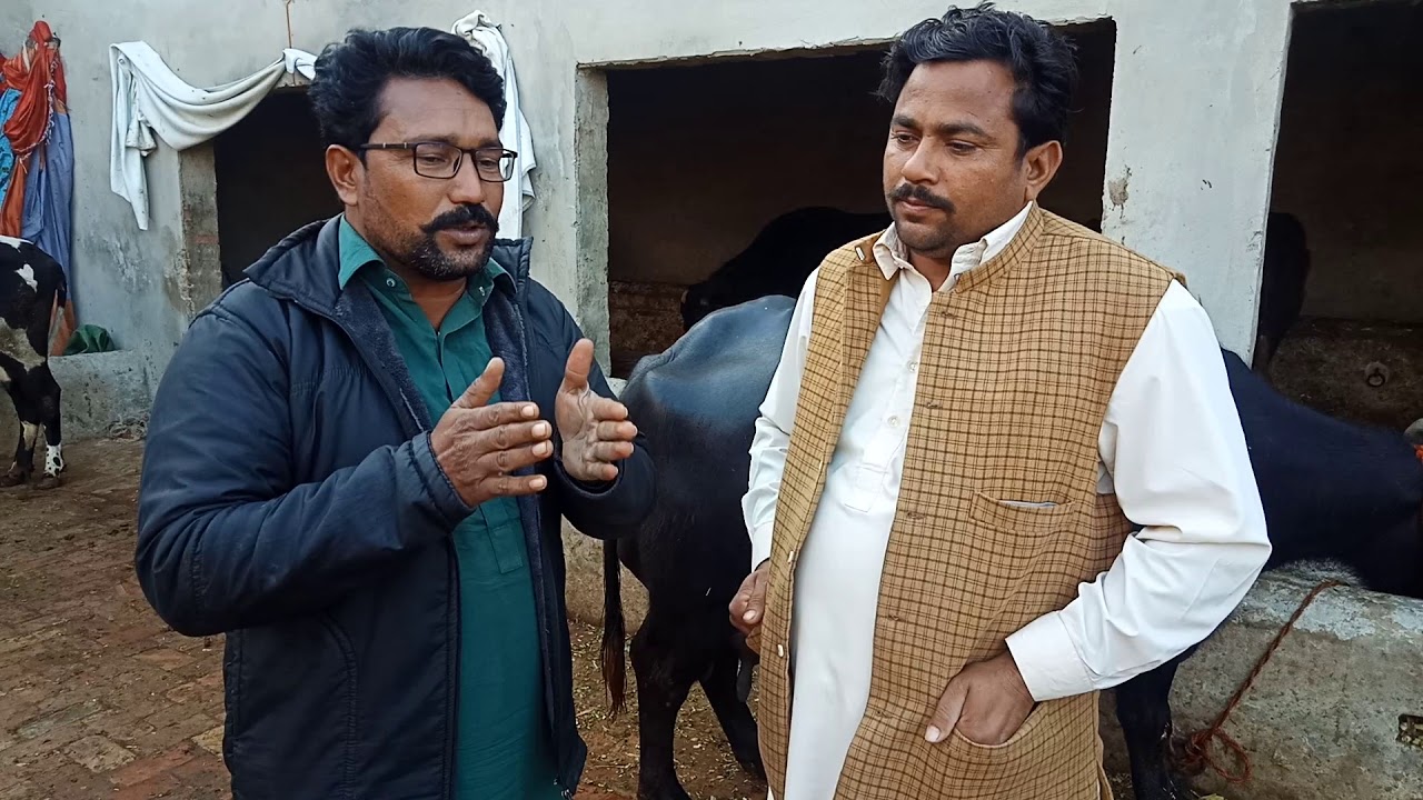 Best neeli ravi buffalo for sale in pakistan on youtube 22/12/2019 ...