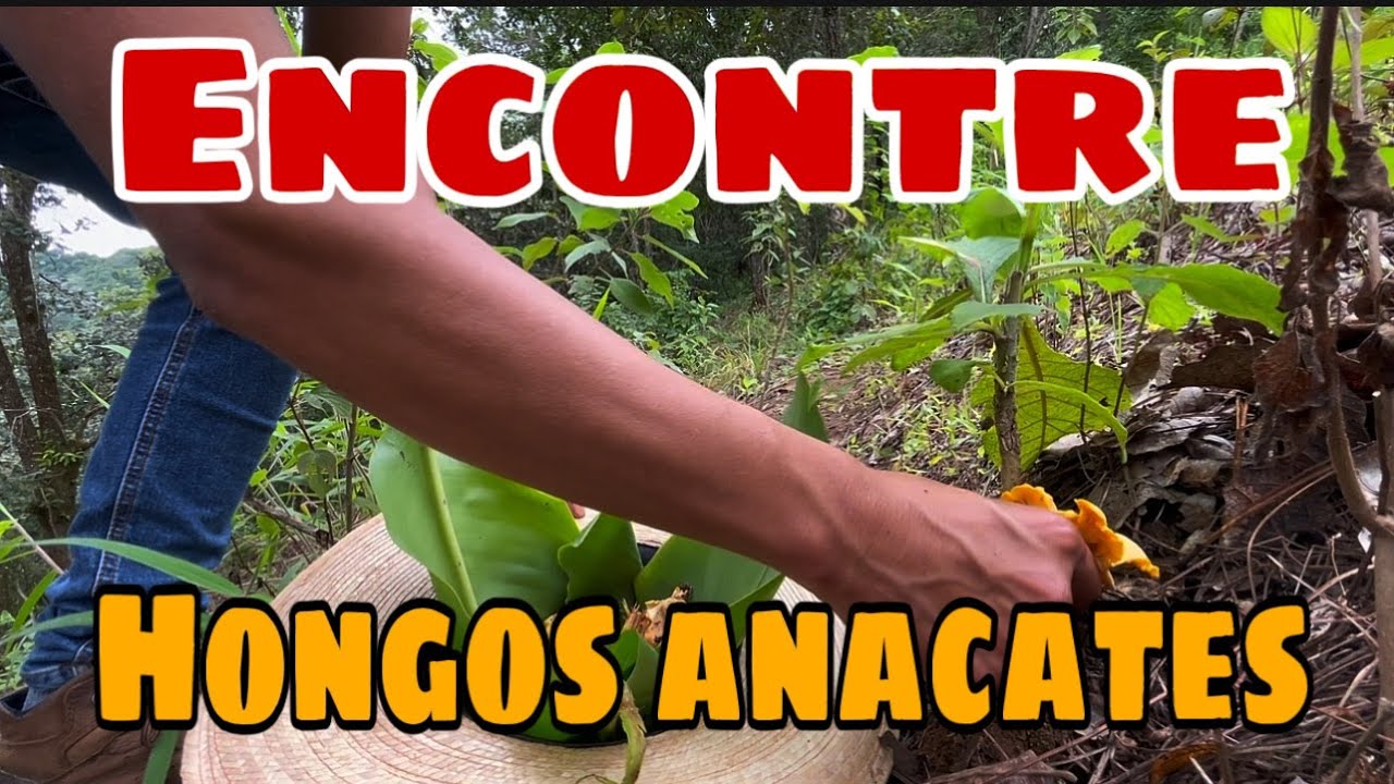 ENCONTRÉ DELICIOSOS HONGOS DE ANACATE - YouTube