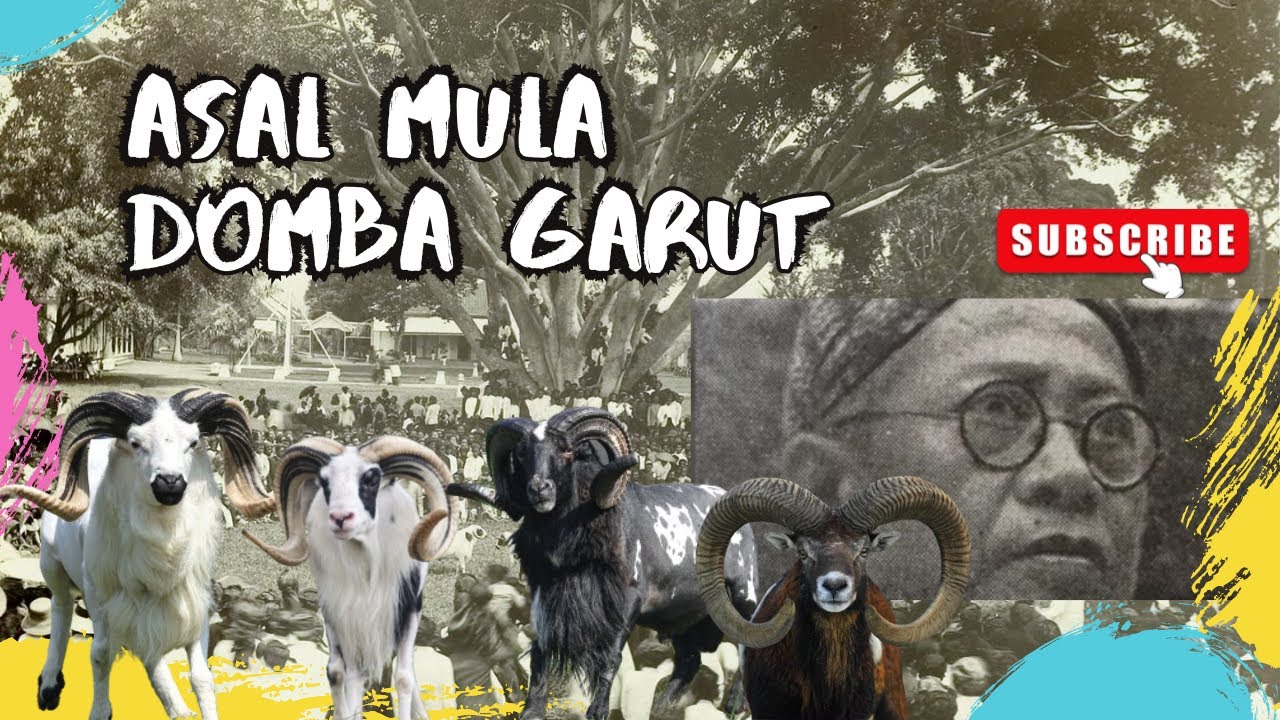 Tentang Domba Garut | Sejarah dan Asal-Usul Domba Garut - YouTube