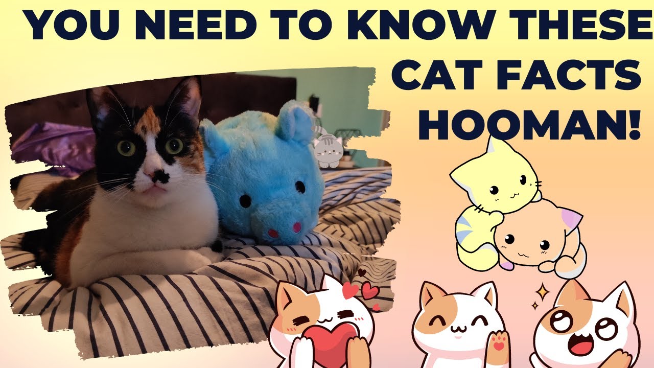 Click here to learn about your Cat Hooman! - YouTube