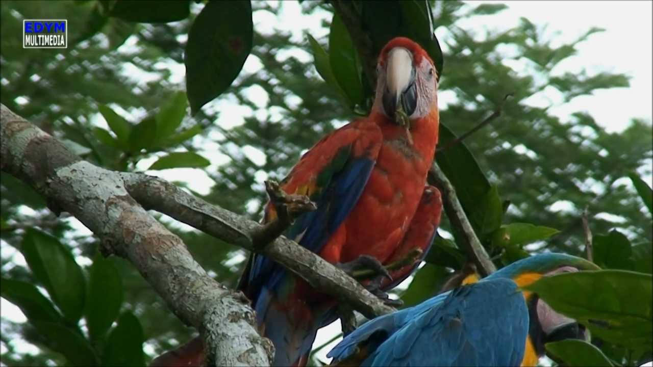 GUACAMAYOS EN SU HABITAT - YouTube