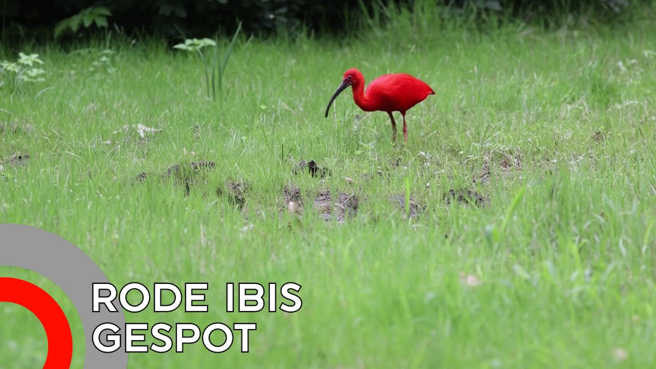 Rode ibis in Eindhoven - YouTube