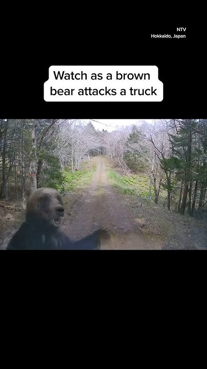 WATCH: Brown bear attacks truck - YouTube