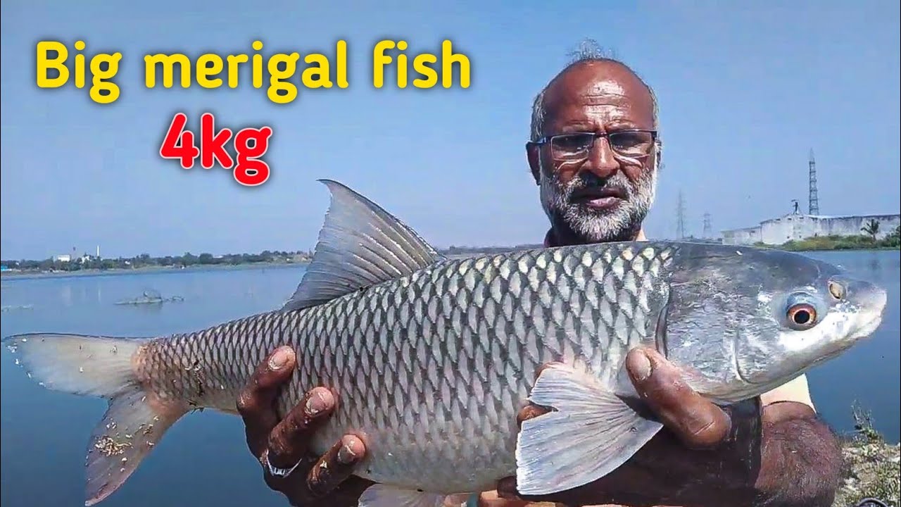 big merigal fish catching||big fish catching||amazing fishing||merigal ...