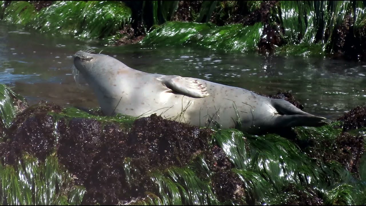Happy Slappy Seal - YouTube