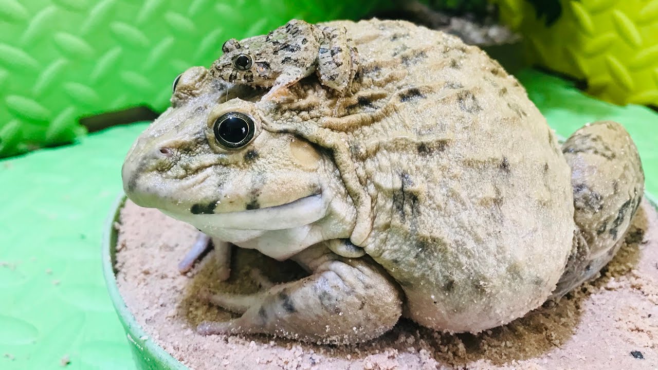 Super cute frog, bullfrog - YouTube