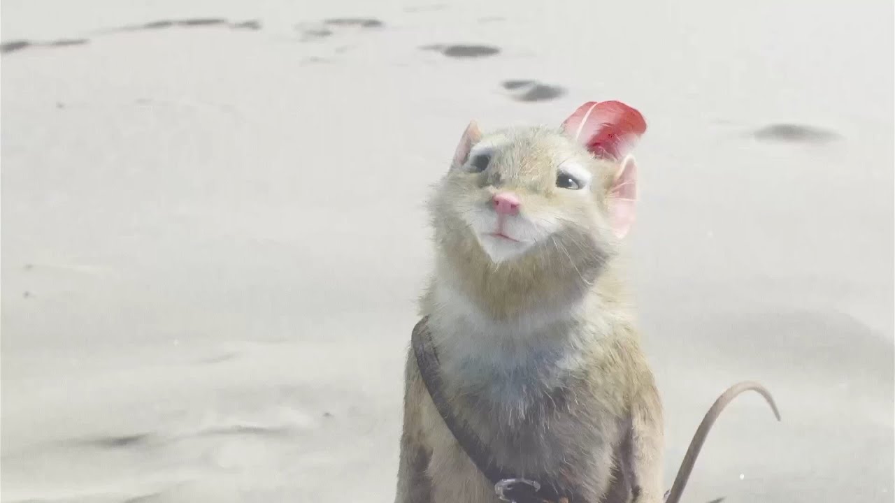 The Chronicles Of Narnia: The Voyage Of The Dawn Treader: Reepicheep ...