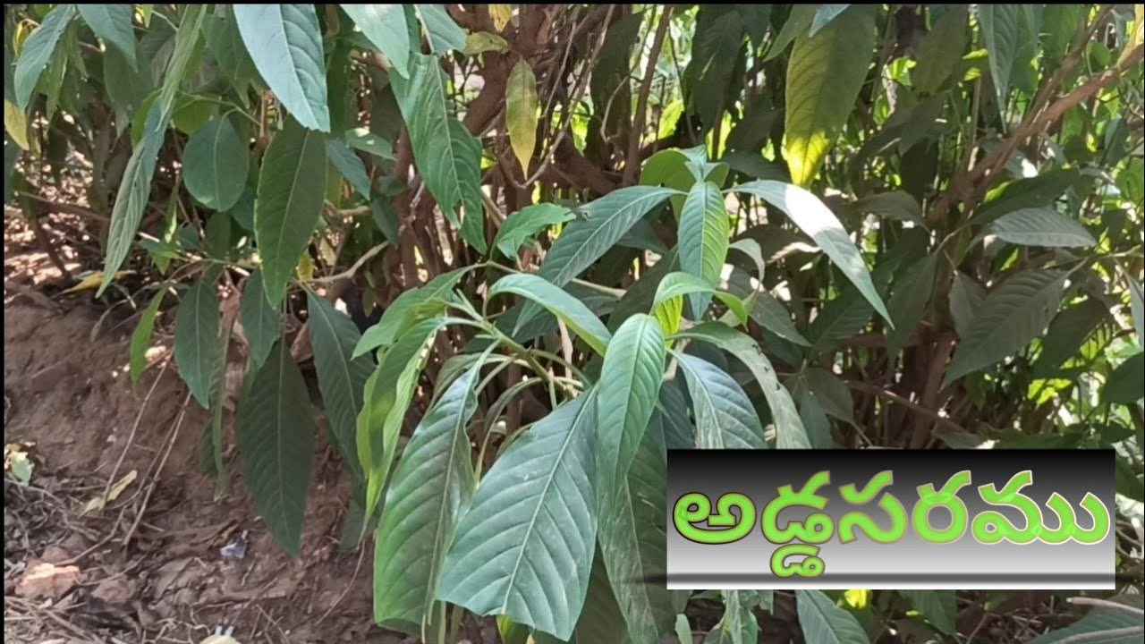 అడ్డసరము || addasaramu || Sadhguru Shri DeviDas Garu - YouTube