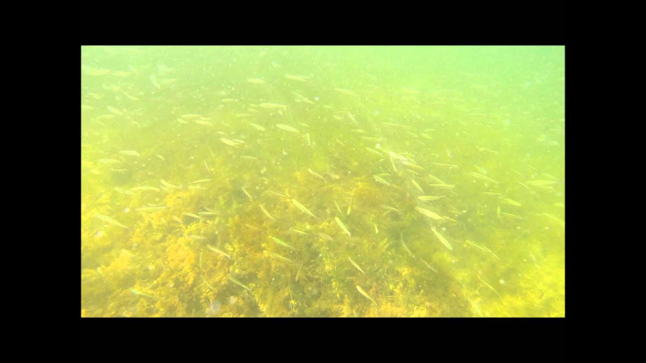 mudamaim- belica (Leucaspius delineatus) - YouTube