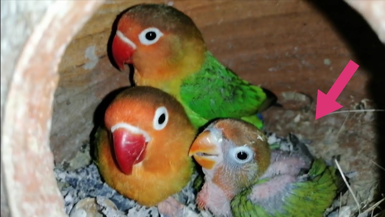Love Birds Fist Breeding My Cage - YouTube