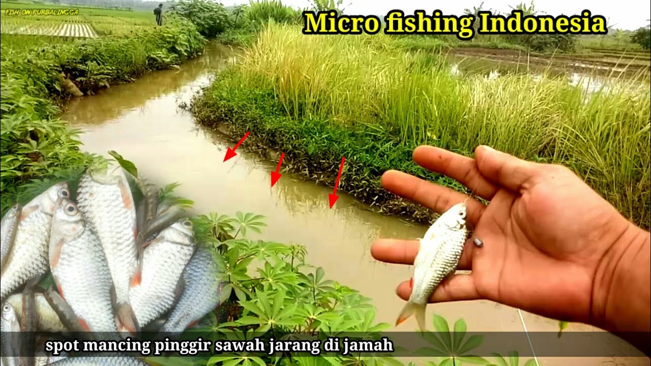 Banjir... !!Mancing di selokan pinggir sawah dapat ikan wader besar ||Mancing Wader - YouTube