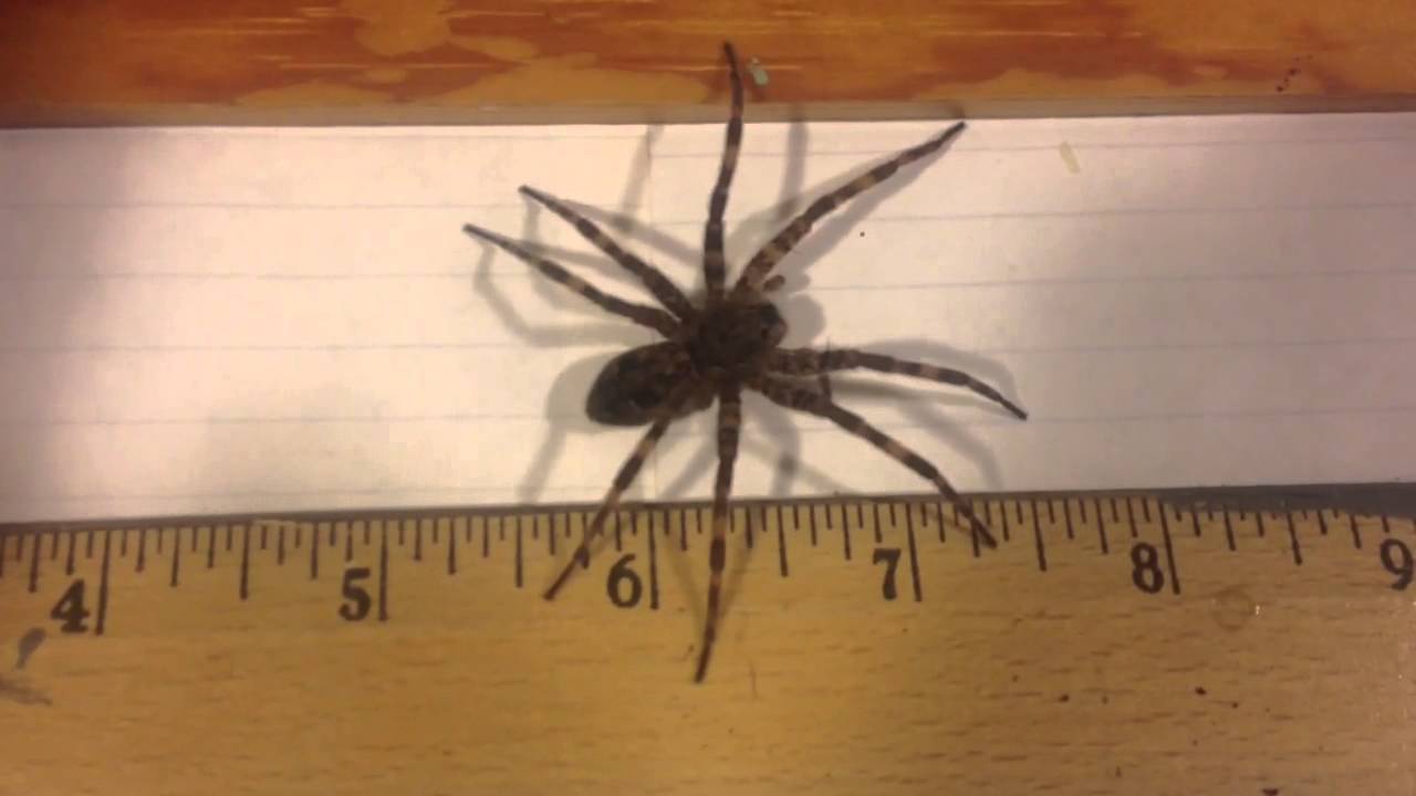 Massive 70mm (~3 inch) Dark Fishing Spider (Dolomedes tenebrosus) - YouTube
