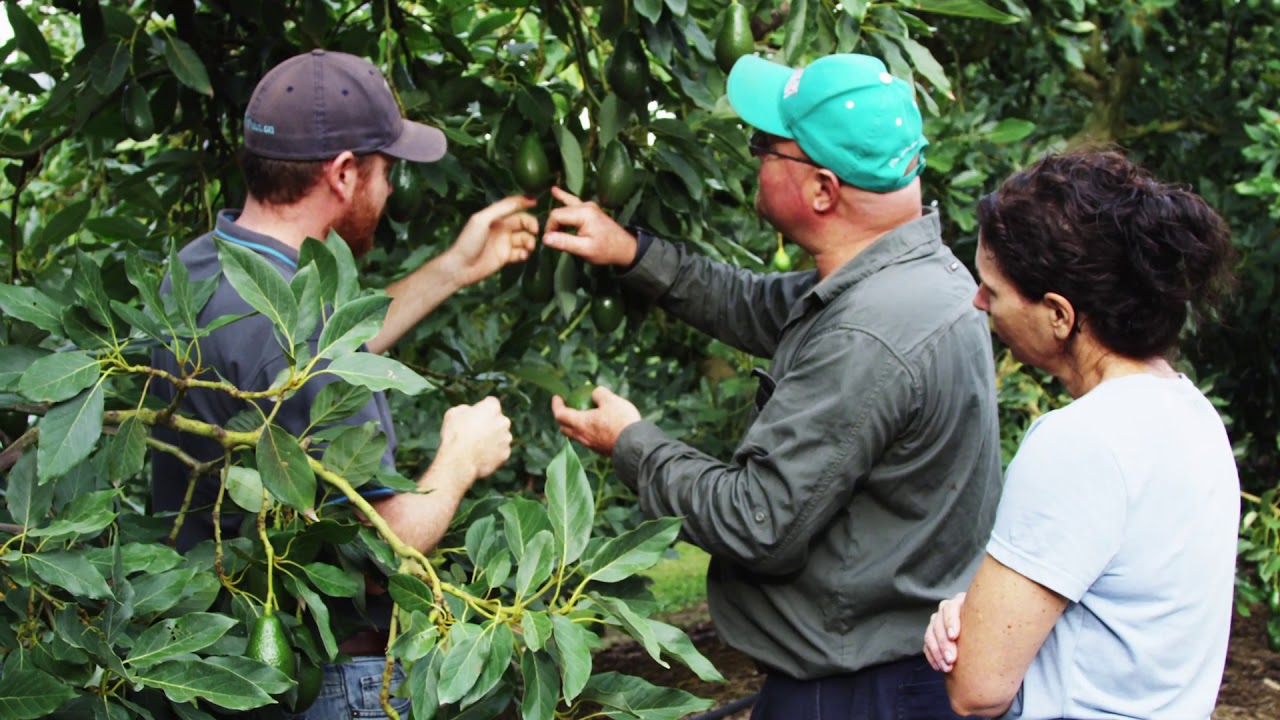 Paradise Orchards - Avocados from Far North Queensland Australia - YouTube