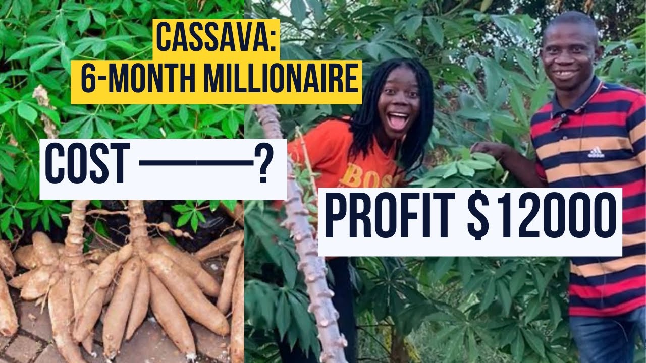 How He Makes Over 12000 In Cassava Farming Business In Ghana Cost And Profit In Cassava