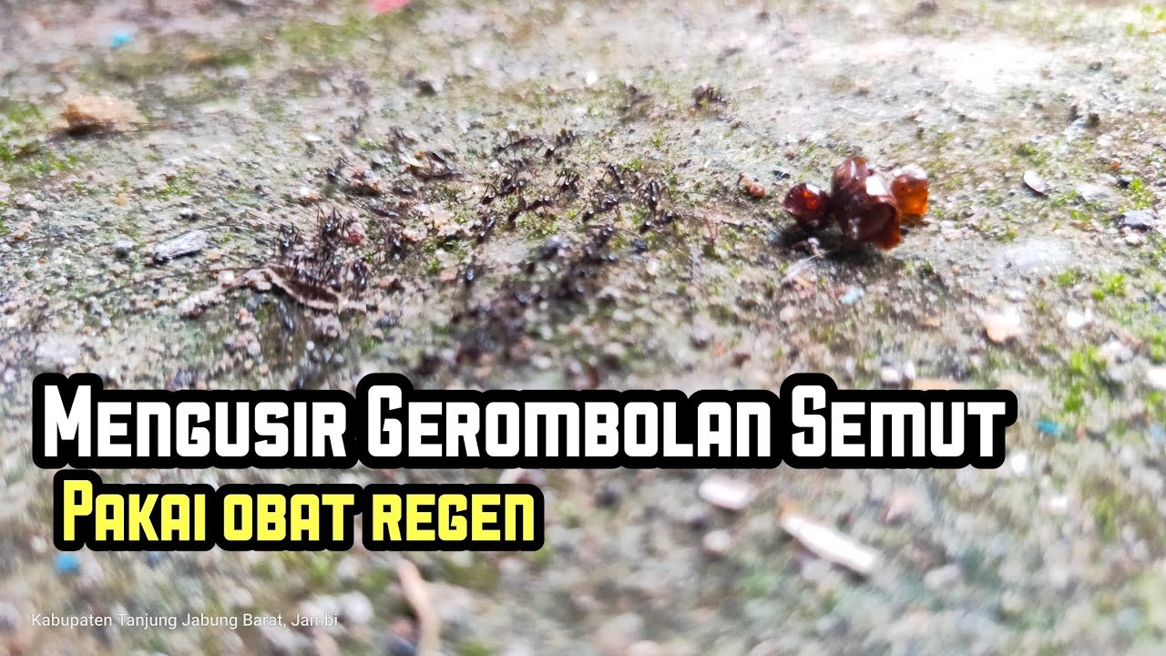 Mengusir Gerombolan Semut dengan mudah pakai obat Regen - YouTube
