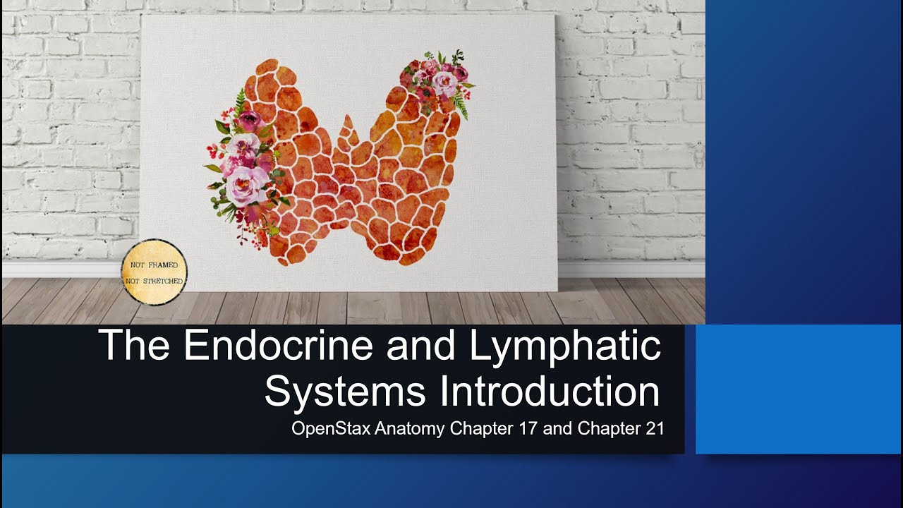 Intro to the Endocrine and Lymphatic Systems - YouTube