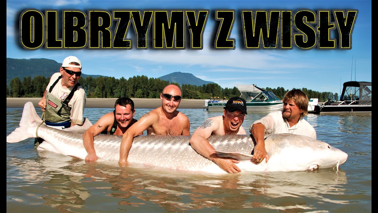 JESIOTRY - czy kiedyś wrócą do naszych rzek? / odc. 110 - YouTube