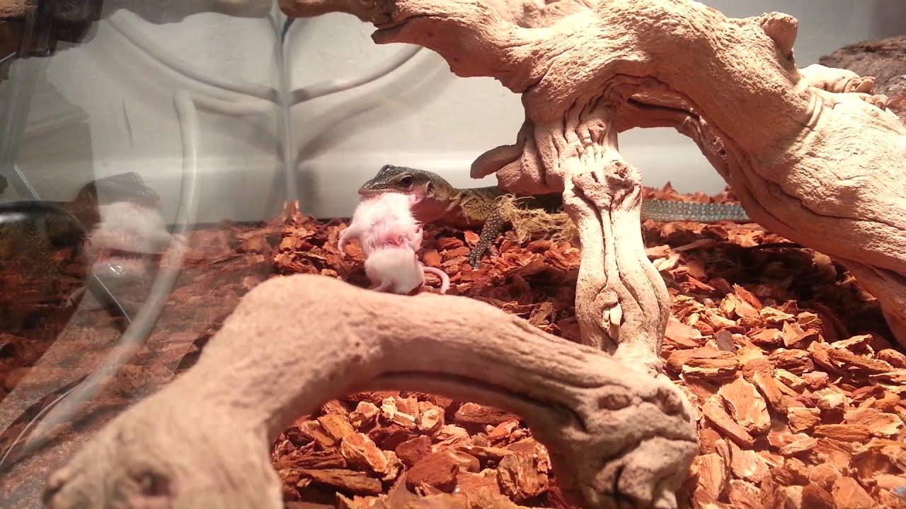 Monitor Lizard Eating Mouse - YouTube