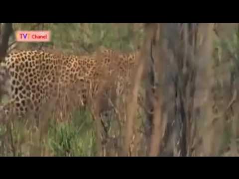 Tiger vs snake fight. - YouTube