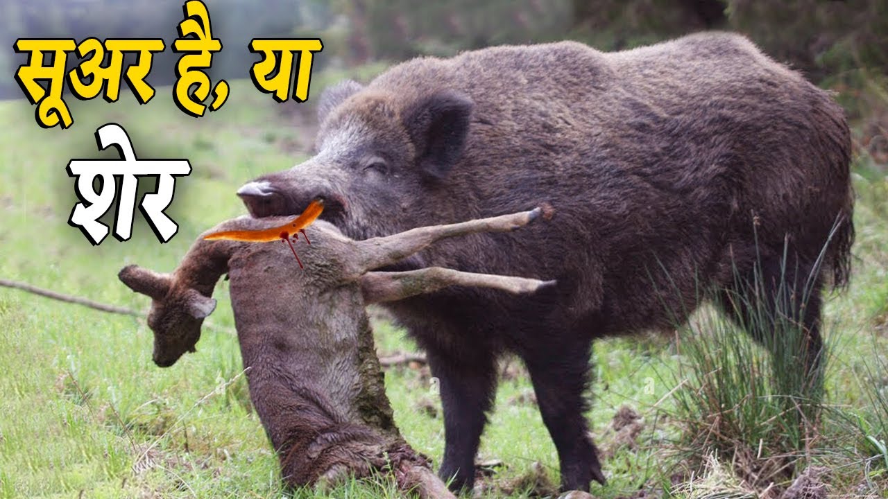 जंगली सूअर खतरनाक क्यों होते जा रहे है ? - YouTube