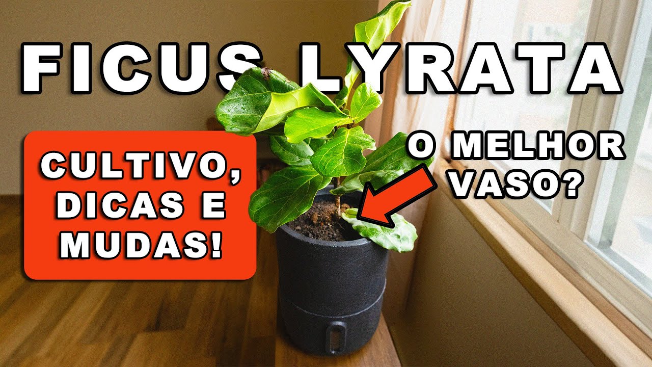 FIGUEIRA-LIRA: APRENDA O CULTIVO E VEJA DICAS INÉDITAS SOBRE A FICUS ...