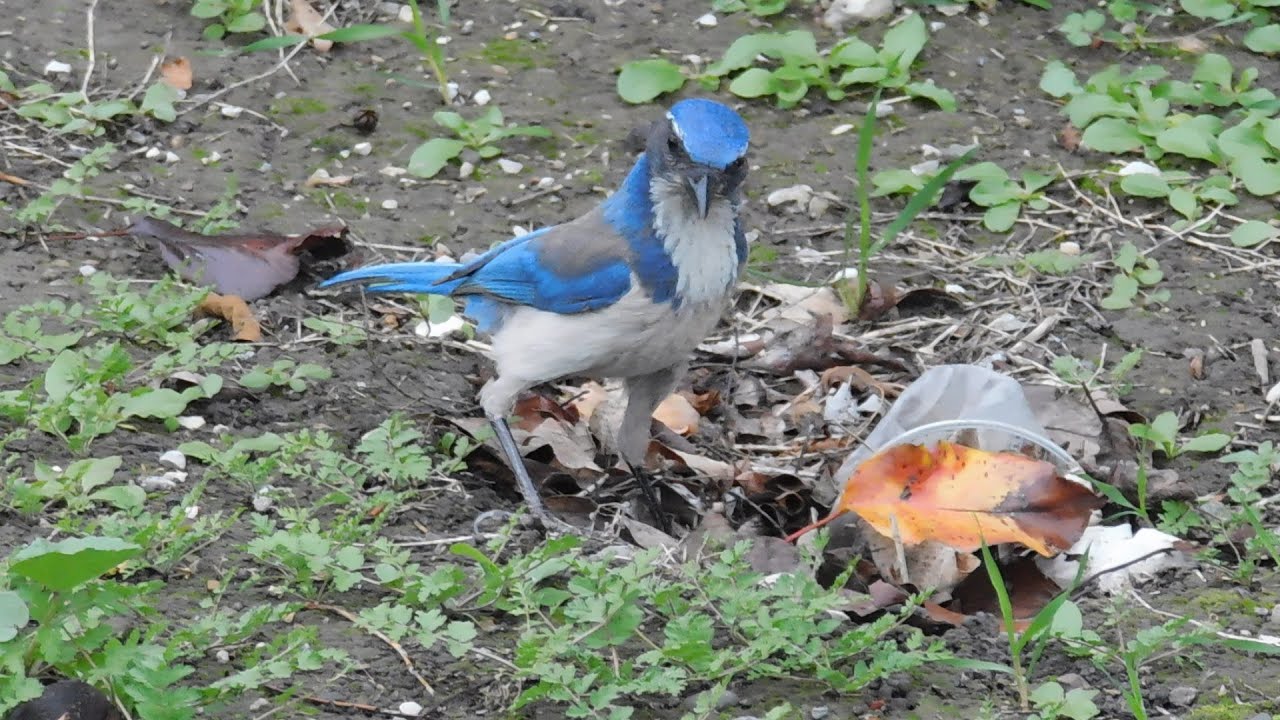 Freddie and Fluffy, Blue Jay-Buddy, Kitty Cat, Park Birds, Crows and ...