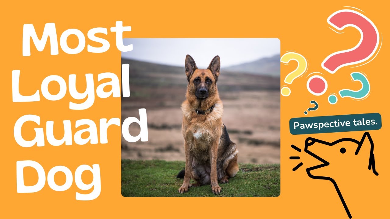 23 Most Loyal Guard Dog Breeds for Your 2024 10 13 - YouTube