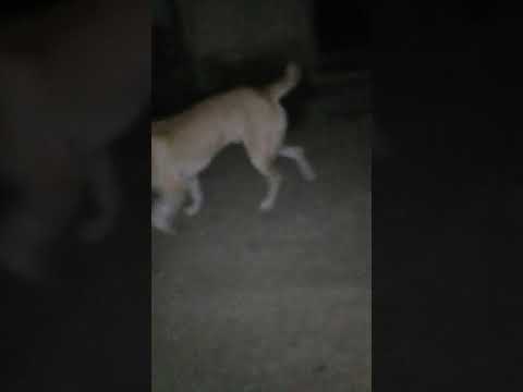 İt davasi tovuzlu mehracin iti