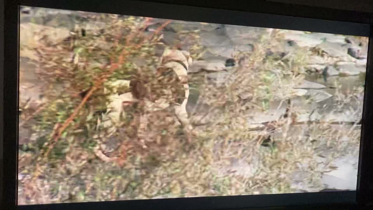 Homeward Bound the incredible journey 1993: chance and shadow vs ...