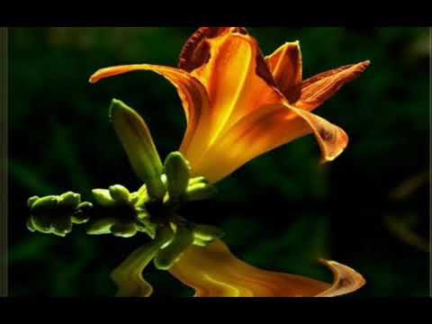 Geceniz xeyire qalsin sabahimiz xeyirli acilsin😗😗