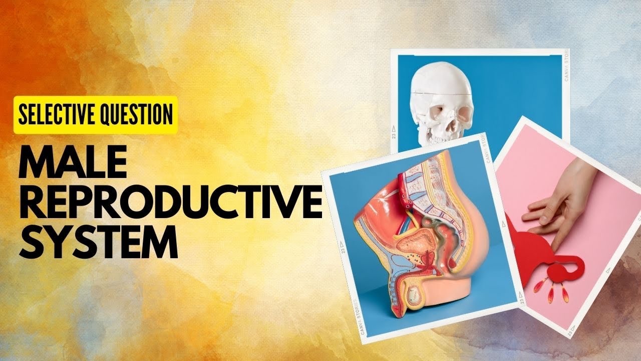 Male Reproductive System || LONG QUESTION SELECTION | Zoology || BIOLOGY THERAPY #chseboard # ...