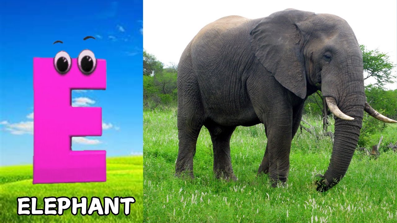 Animals ABC Song | Animals Alphabet Song | Alphabet Letters | Phonics ...
