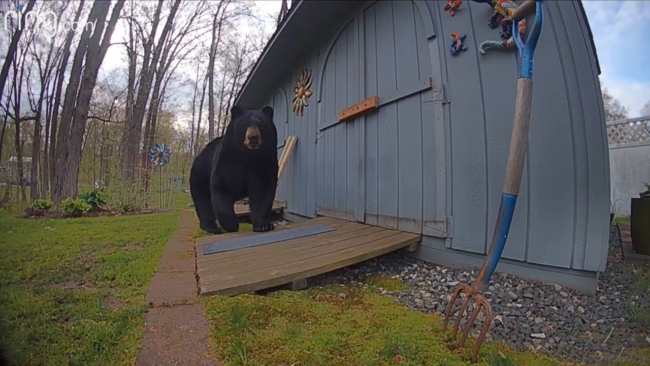 Bear Has Saddest Reaction to Shed’s New Lock | RingTV - YouTube