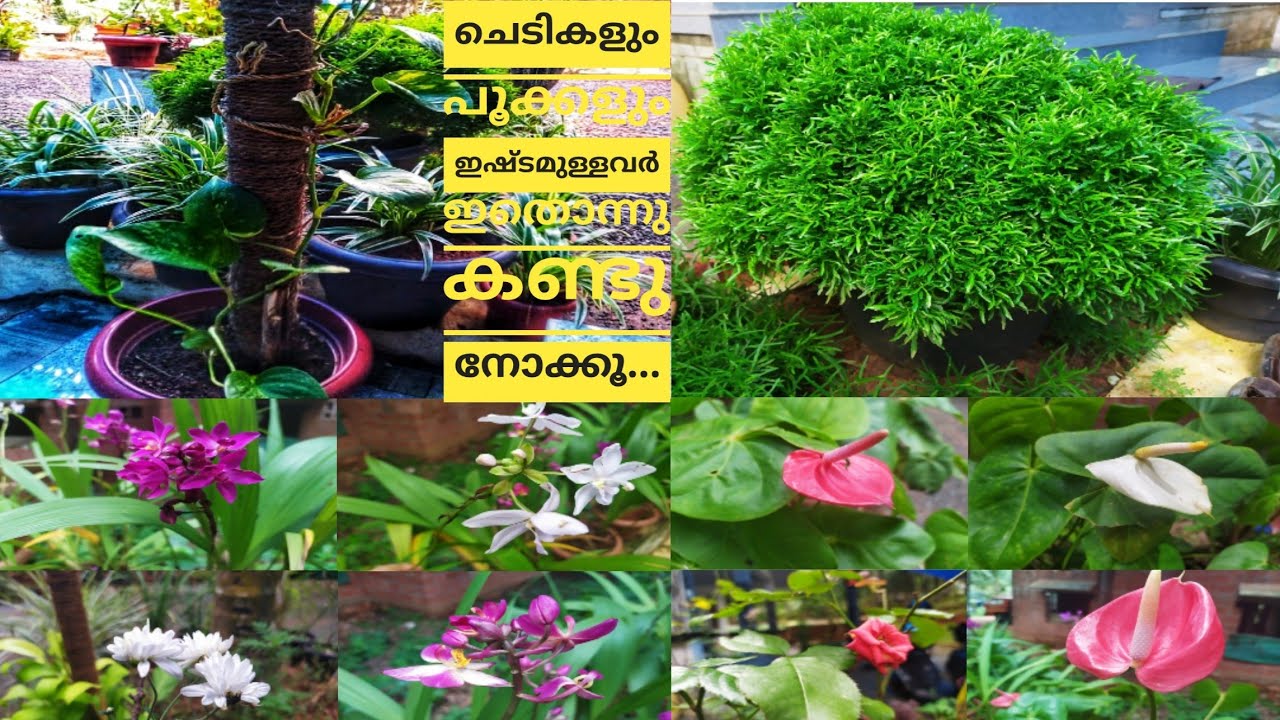 നാത്തൂന്റെ വീട്ടിലെ ഗാർഡനിങ് ഒന്ന് കണ്ടു നോക്കിയാലോ/Chicken Recipe ...